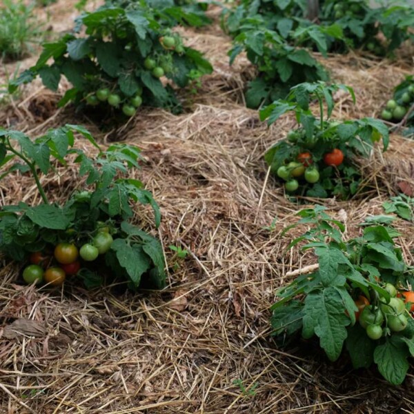 Tomate Robin Rouge Bio - La Boîte à Graines