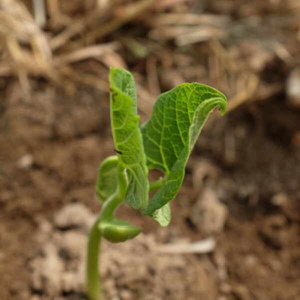 Haricot Pongo Bio - La Boîte à Graines