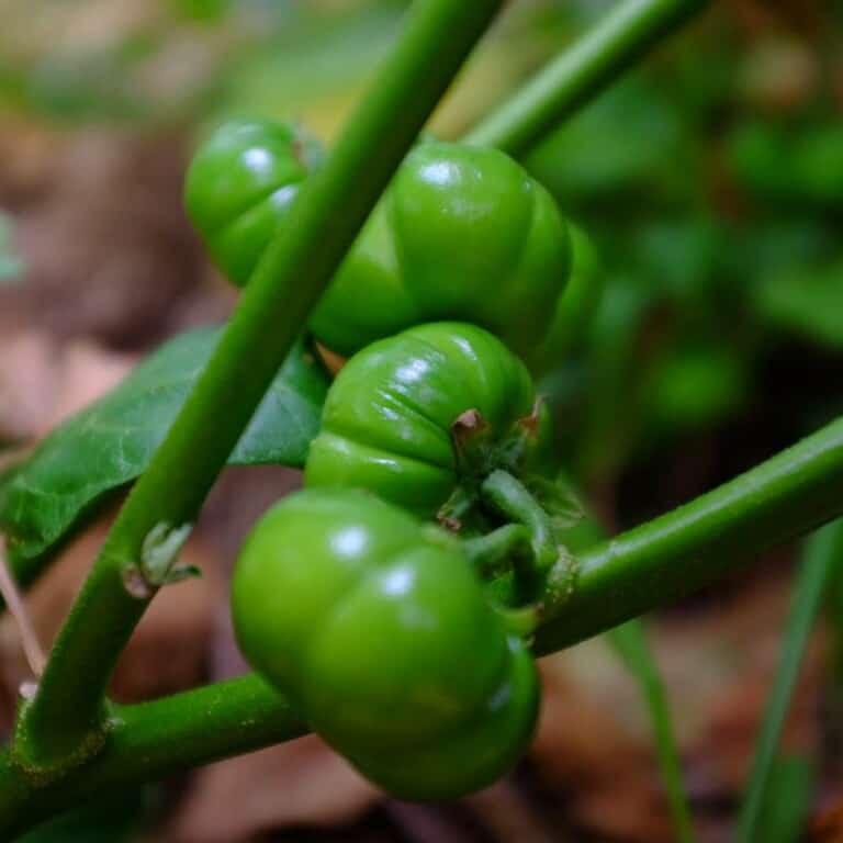 Graines Aubergines africaines bio - La Boîte à Graines