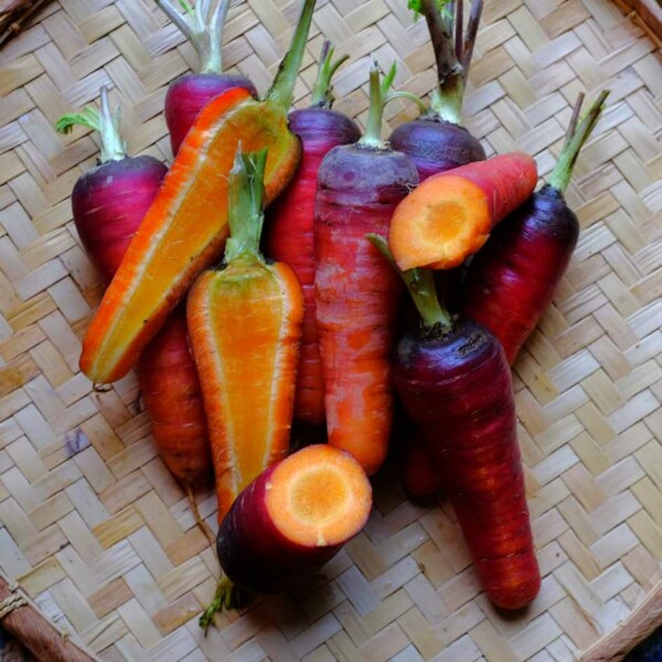Carotte Longue Rouge Sang Bio - La Boîte à Graines
