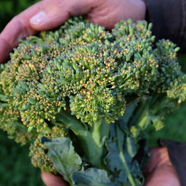 Chou Brocolis Ramoso Calabrese Bio - La Boîte à Graines