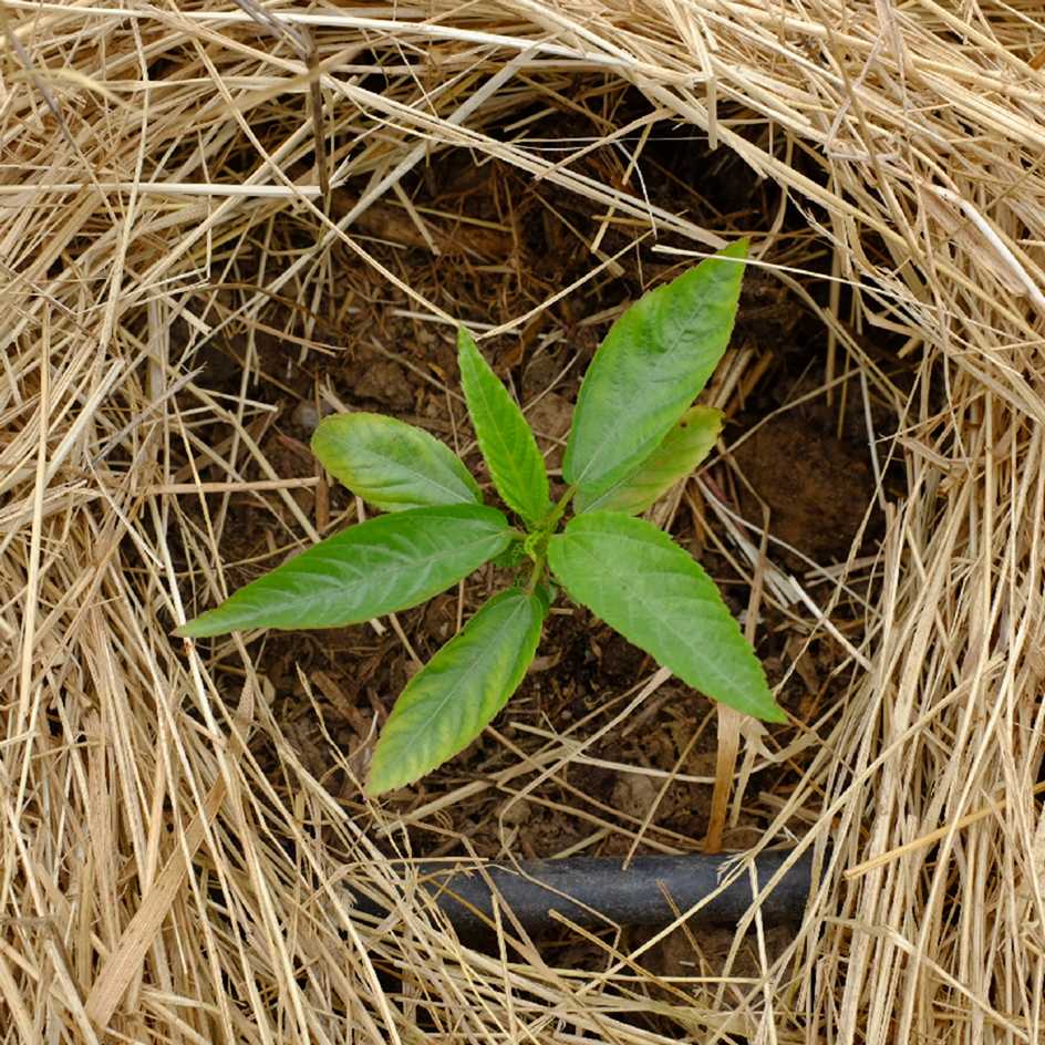 Corète potagère Bio - La Boîte à Graines