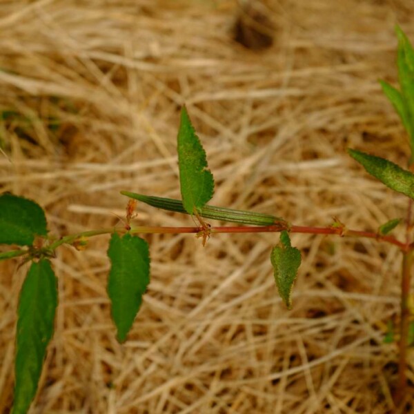 Corète potagère Bio - La Boîte à Graines
