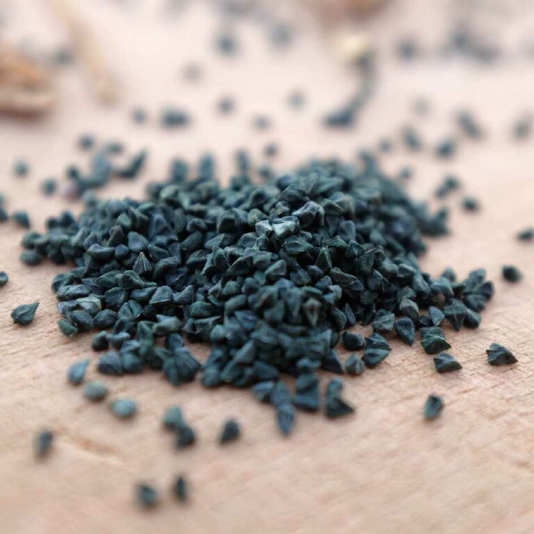 Corète potagère Bio - La Boîte à Graines