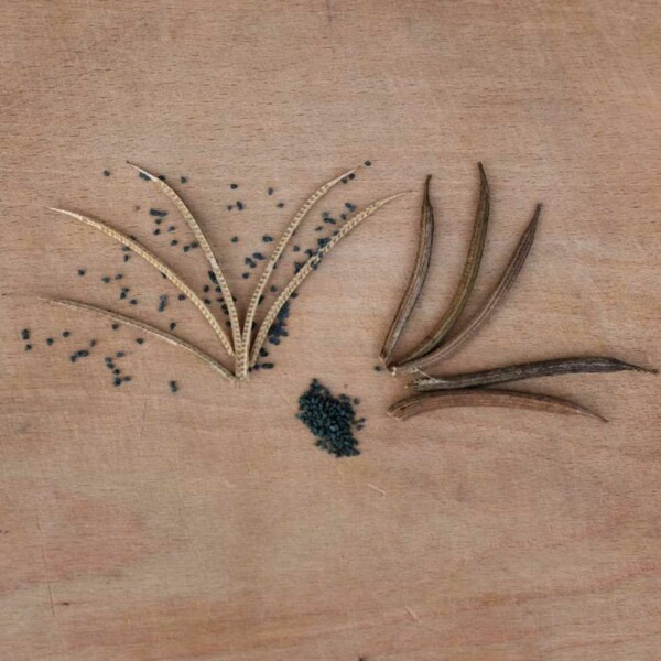 Corète potagère Bio - La Boîte à Graines