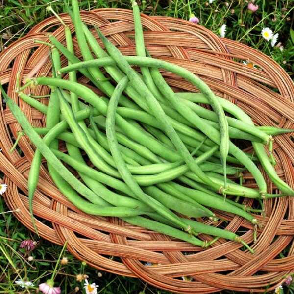 Haricot Triomphe de Farcy Bio - La Boîte à Graines
