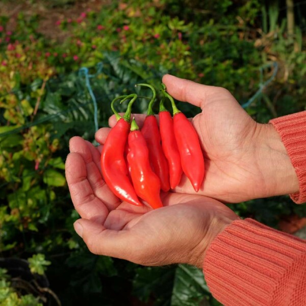 Piment Végétarien Bio - La Boîte à Graines