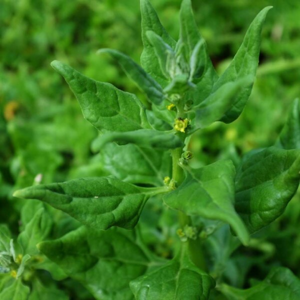 Tetragone cornue Bio - La Boîte à Graines