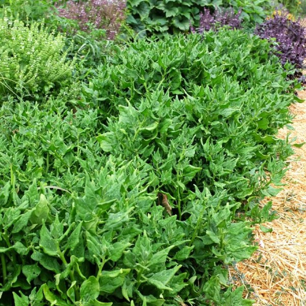 Graines Tetragones bio - La Boîte à Graines