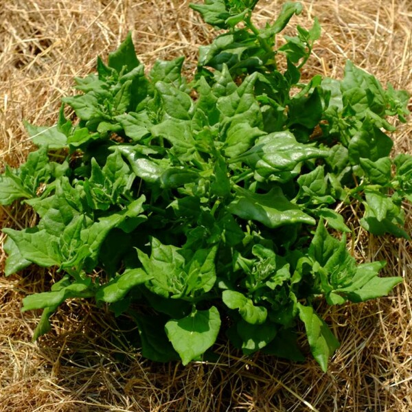 Tetragone cornue Bio - La Boîte à Graines