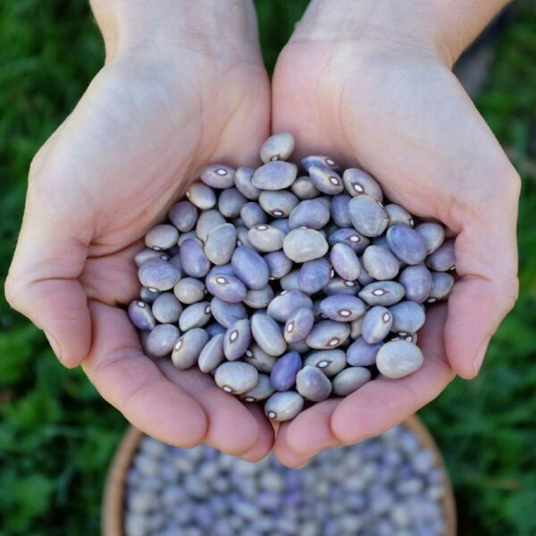 Haricot à Goût de Châtaigne d'Echenans Bio - La Boîte à Graines