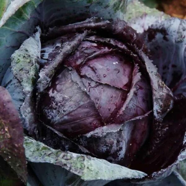Chou Cabus Rouge Langedijker Bewaar 2 Bio - La Boîte à Graines