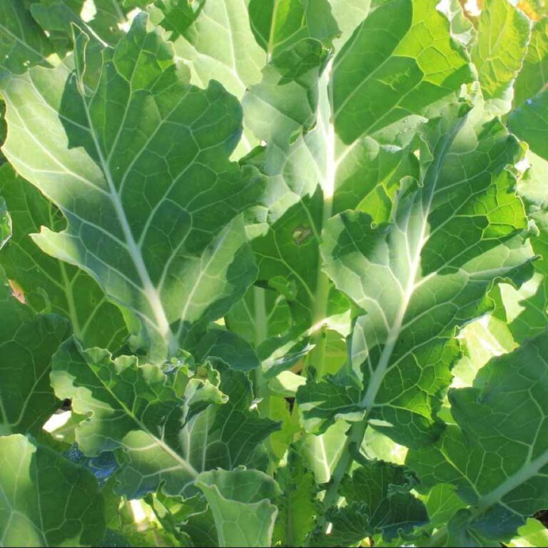 Chou Fourrager Cavalier Vert Bio - La Boîte à Graines