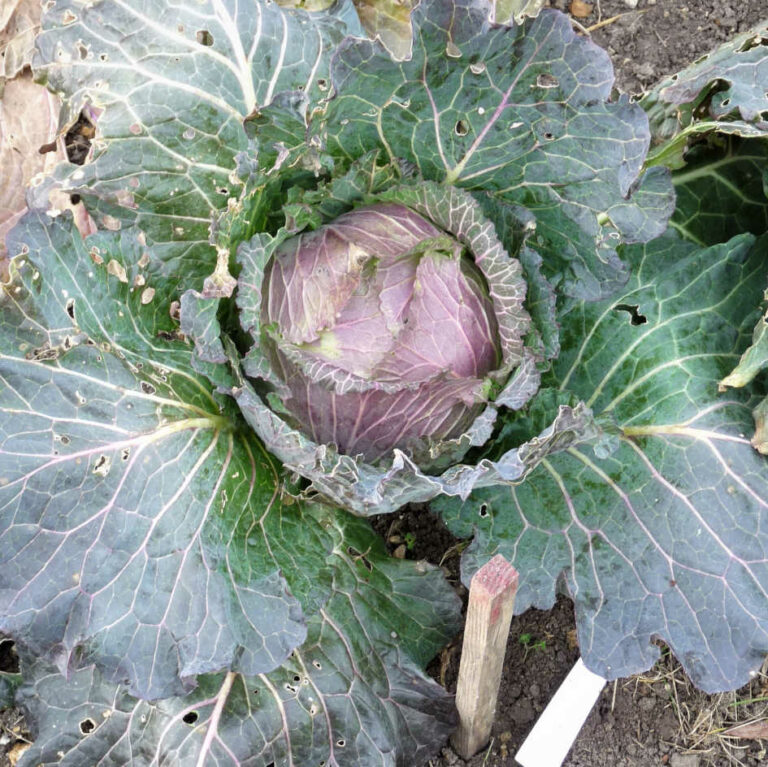 Graines Choux bio - La Boîte à Graines