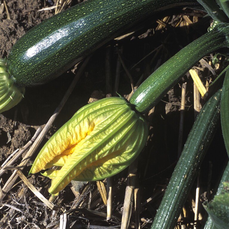 Courgette Zuboda Bio - La Boîte à Graines