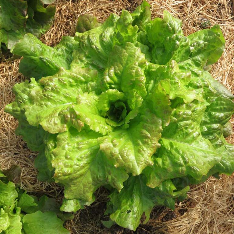 Laitue Pommée Saint Antoine Bio - La Boîte à Graines