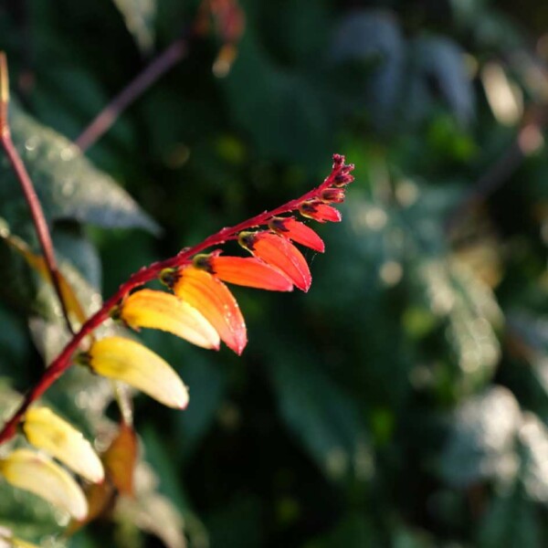 Mina lobata 'Exotic Love' Bio - La Boîte à Graines