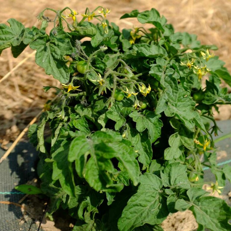 Tomate Robin Rouge Bio - La Boîte à Graines