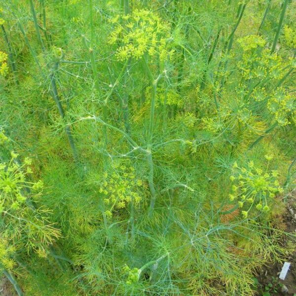 Aneth Bio - La Boîte à Graines