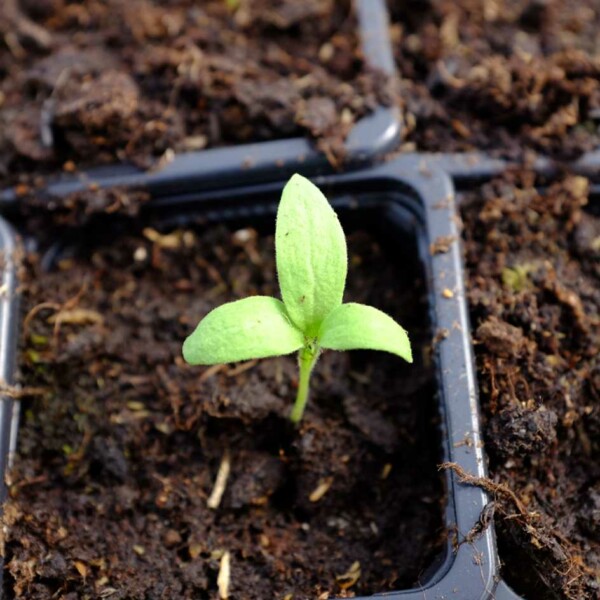 Aubergine Kono Bio - La Boîte à Graines
