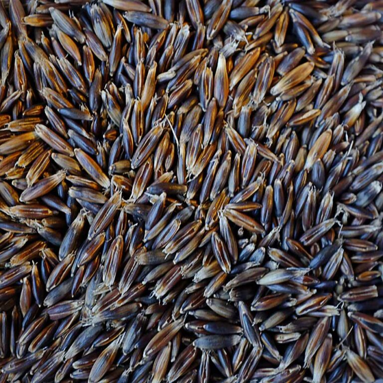 Avoine Noire Bio - La Boîte à Graines