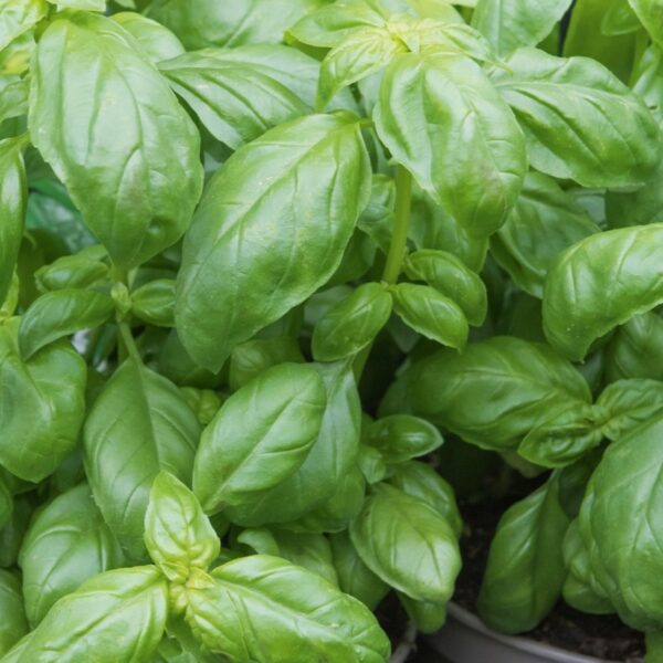 Graines Basilics bio - La Boîte à Graines