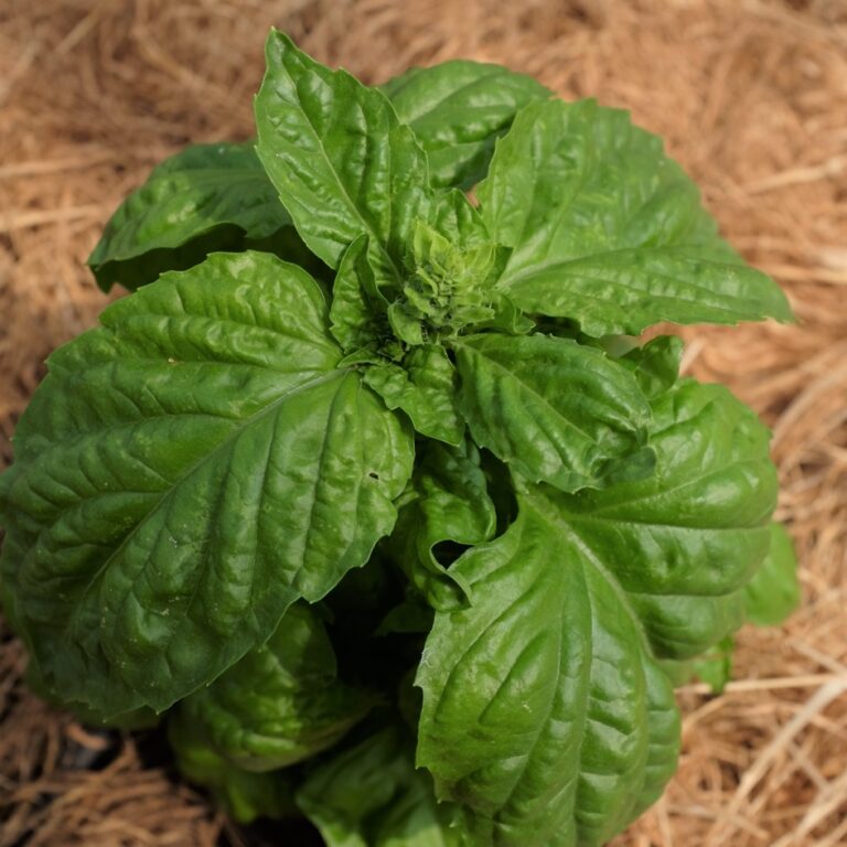 Basilic Monstrueux Mammouth Bio - La Boîte à Graines