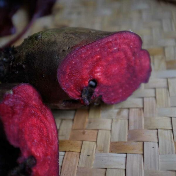 Betterave Forono Bio - La Boîte à Graines