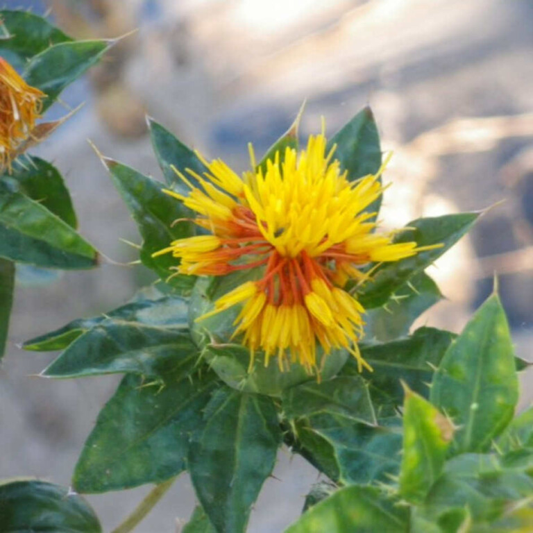 Carthame des teinturiers Bio - La Boîte à Graines