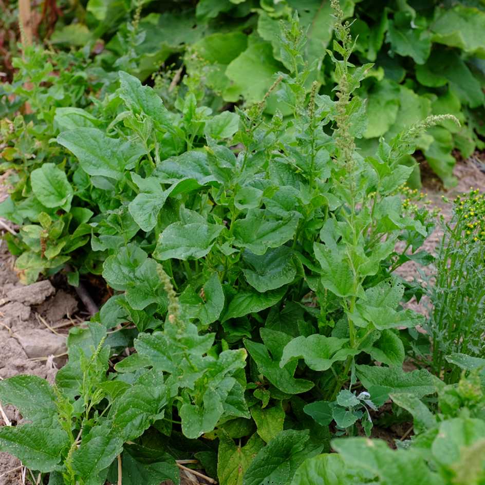 Graines Chénopodes bio - La Boîte à Graines