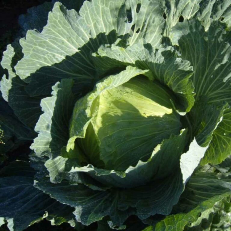 Chou Cabus de Brunswick Bio - La Boîte à Graines