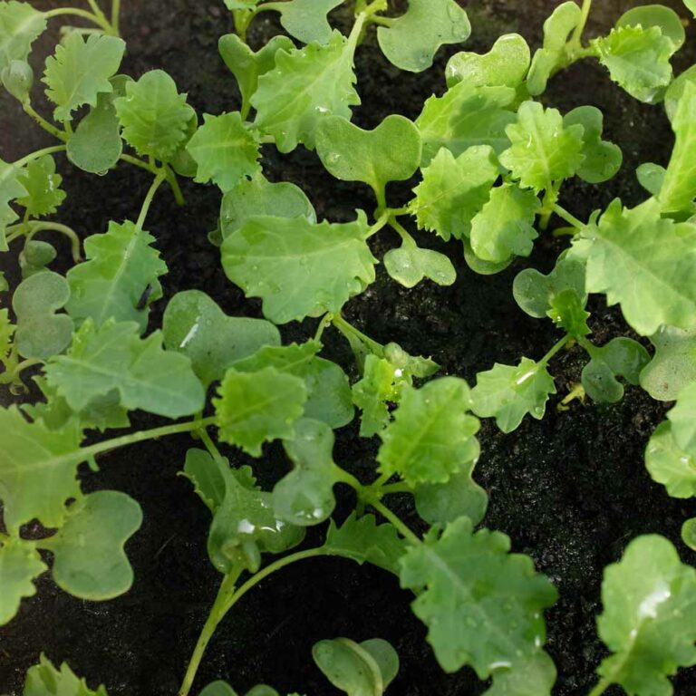 Chou Frisé Vert Demi-Nain Bio - La Boîte à Graines