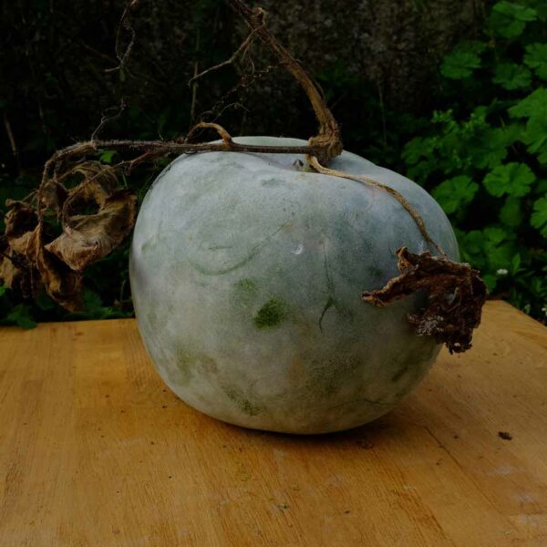 Courge Cireuse Bio - La Boîte à Graines