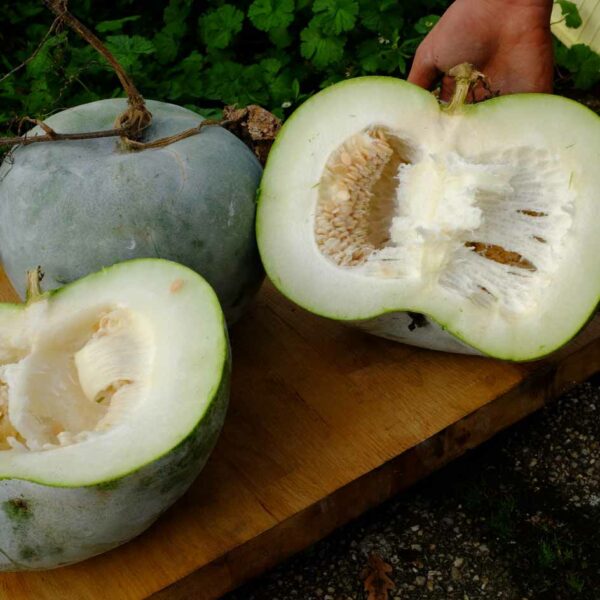 Courge Cireuse Bio - La Boîte à Graines