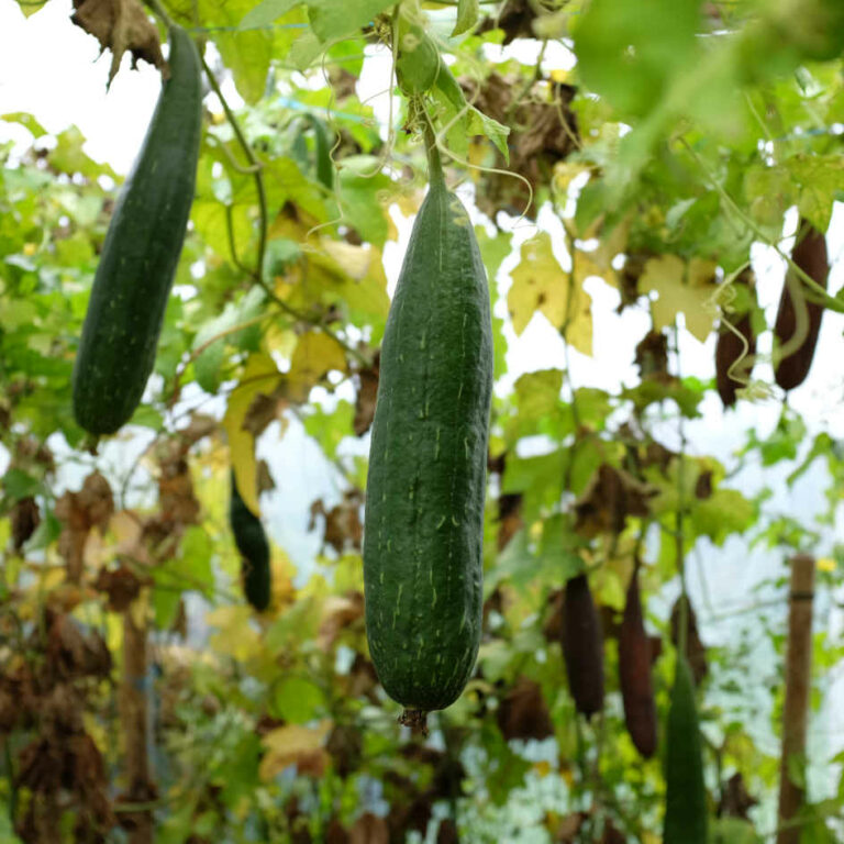 Courge Luffa / Courge éponge Bio - La Boîte à Graines