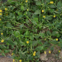 Cresson de Para / Brède Mafane Bio - La Boîte à Graines