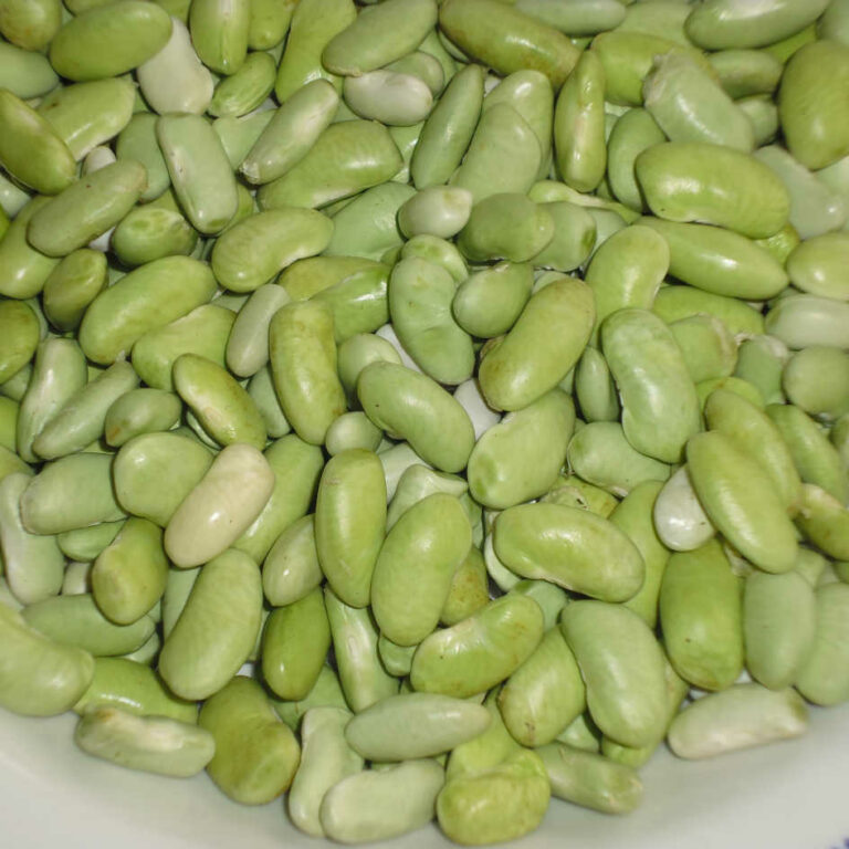 Haricot à Goût de Châtaigne d'Echenans Bio - La Boîte à Graines