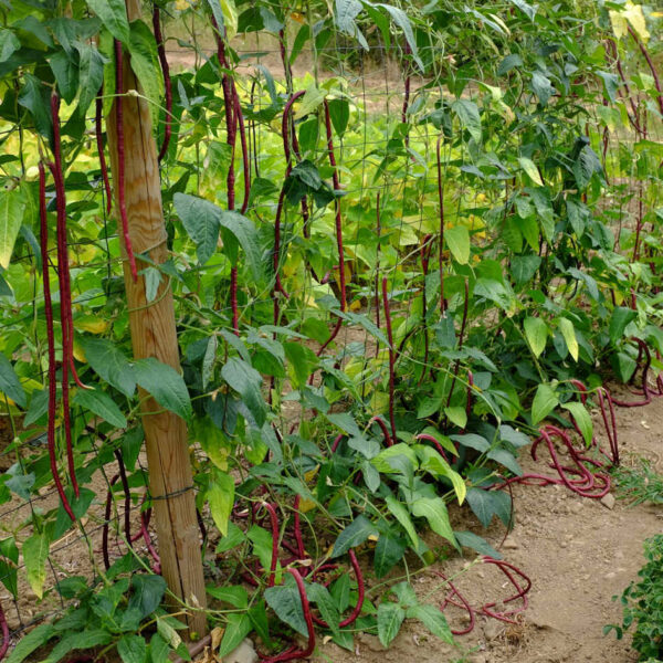 Graines Haricots kilomètres bio - La Boîte à Graines