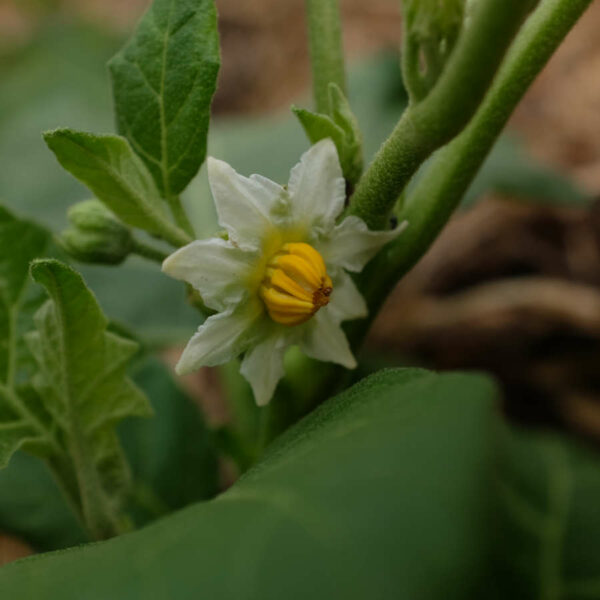 Aubergine Africaine Goyo Kumba Bio - La Boîte à Graines