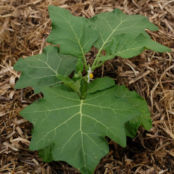 Aubergine Africaine Goyo Kumba Bio - La Boîte à Graines