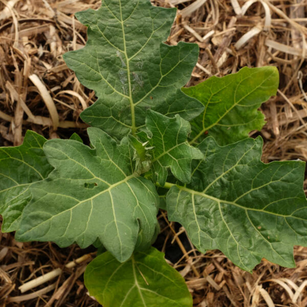 Aubergine Africaine Striped Toga Bio - La Boîte à Graines