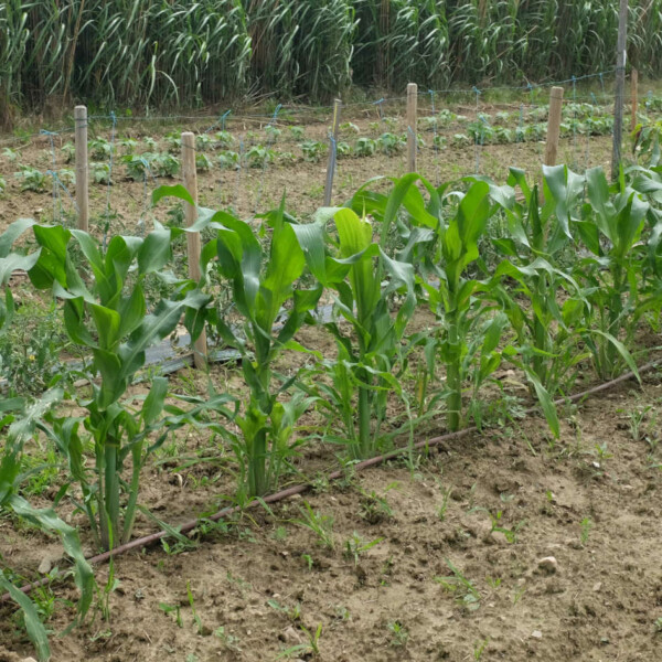 Graines Maïs bio - La Boîte à Graines