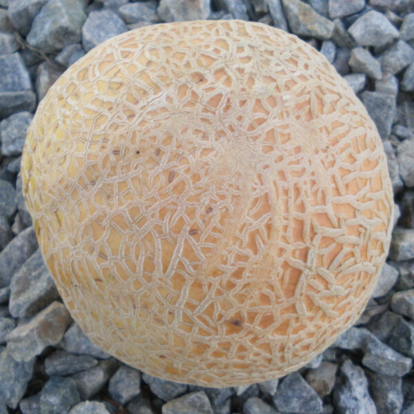 Melon Sucrin de Tours Bio - La Boîte à Graines