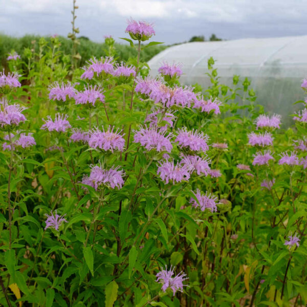 Monarde fistuleuse Bio - La Boîte à Graines