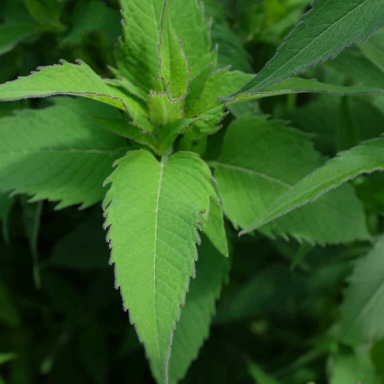 Monarde fistuleuse Bio - La Boîte à Graines