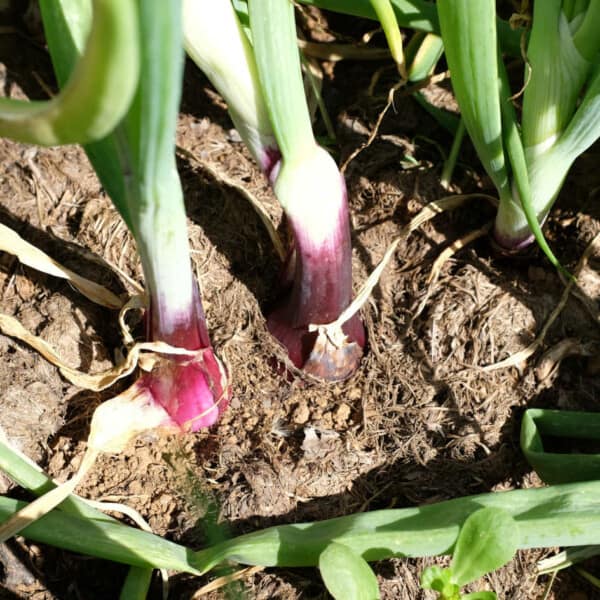 Semences et graines bio - La Boîte à Graines