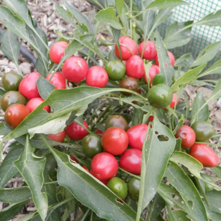 Piment Calabrese Bio - La Boîte à Graines