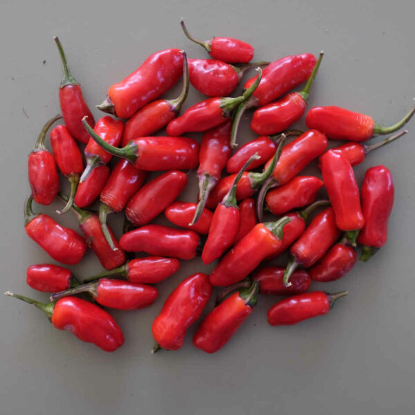 Piment Jigsaw Bio - La Boîte à Graines