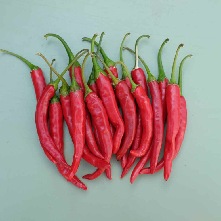 Graines Piments bio - La Boîte à Graines