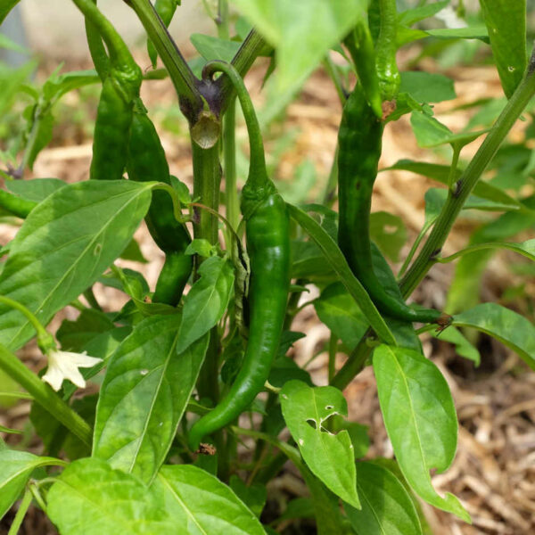 Piment Jwala Bio - La Boîte à Graines